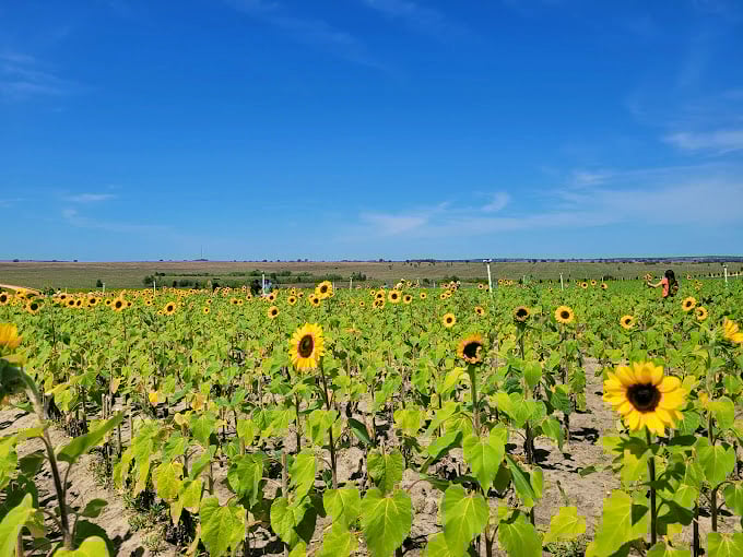 Miles of sunshine-yellow blooms create the kind of vista that makes even dedicated homebodies reach for their cameras.