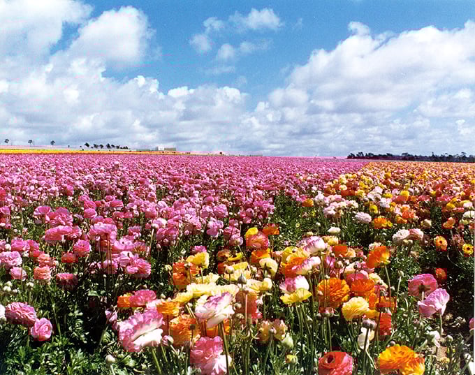 Pink meets orange meets yellow in nature's version of color theory. Monet would have thrown away his brushes in surrender.