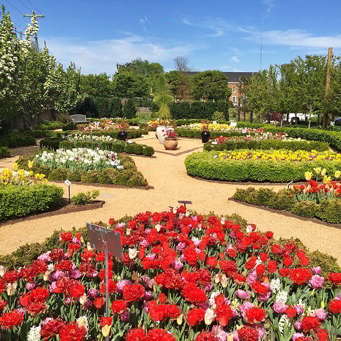 Spring explodes in technicolor glory as tulips create a patchwork quilt of reds, yellows, and purples&mdash;Mother Nature showing off her interior design skills.