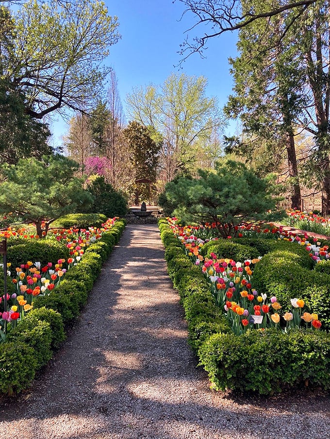 The path less traveled? Not during tulip season. This garden corridor offers a masterclass in horticultural symmetry.