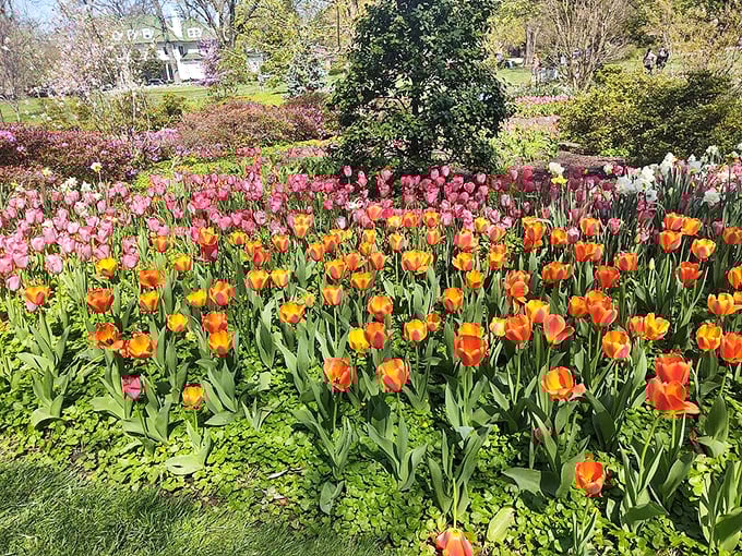 A sea of pink tulips creates nature's version of a red carpet, inviting visitors to lose themselves in this fragrant, colorful wonderland.
