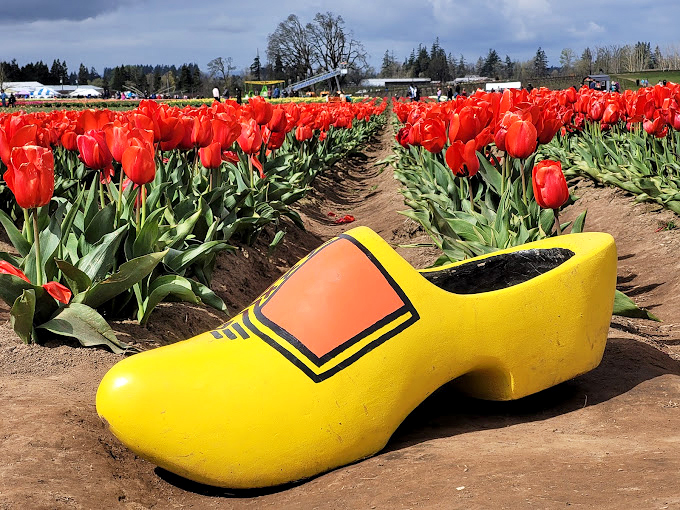 The iconic wooden shoe photo op sits among crimson tulips &ndash; proof that sometimes the most delightful accessories are completely impractical for actual walking.
