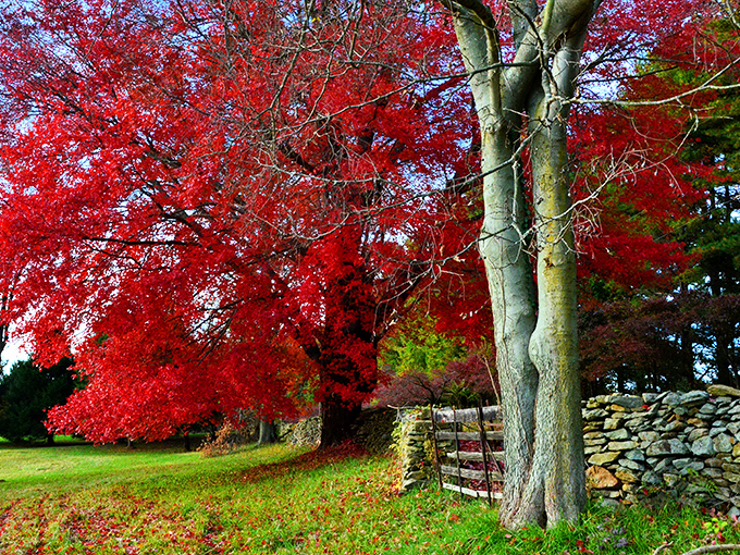 Fall's fiery explosion of maple leaves creates nature's stained glass window alongside centuries-old stone walls&mdash;Mother Nature showing off her decorating skills.