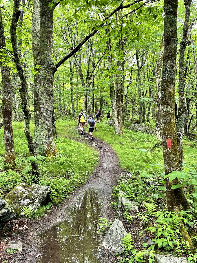The forest beckons with its emerald canopy. These hikers aren't lost; they're exactly where they need to be.