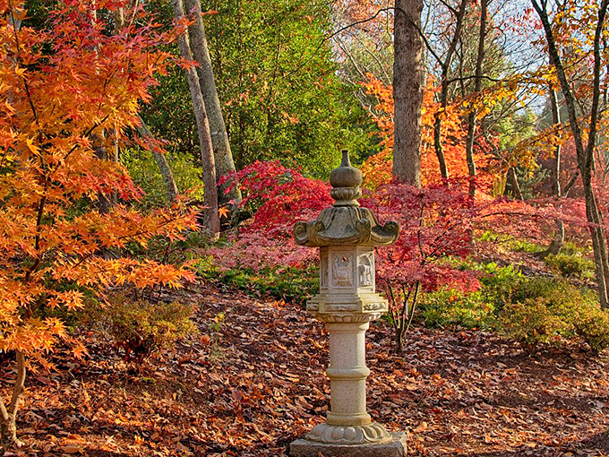 Ancient wisdom meets autumn splendor. This traditional stone lantern stands sentinel among maple trees that look like they've been set aflame.