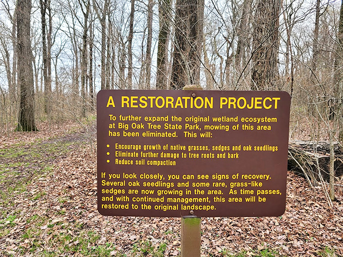 Conservation in action! This restoration project shows Missouri's commitment to returning the land to its pre-settlement glory, one oak seedling at a time.