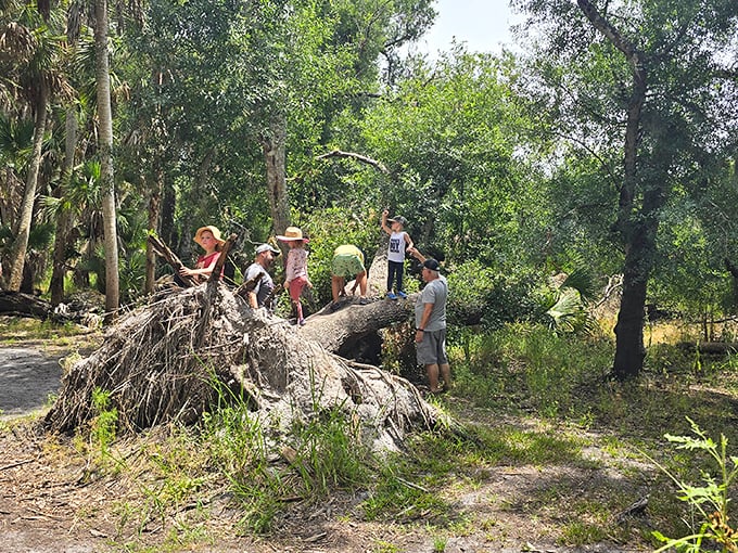 Nature's playground isn't just for kids. These explorers have found what every stressed-out office worker dreams about&mdash;a fallen tree that's more fun than any corporate retreat.