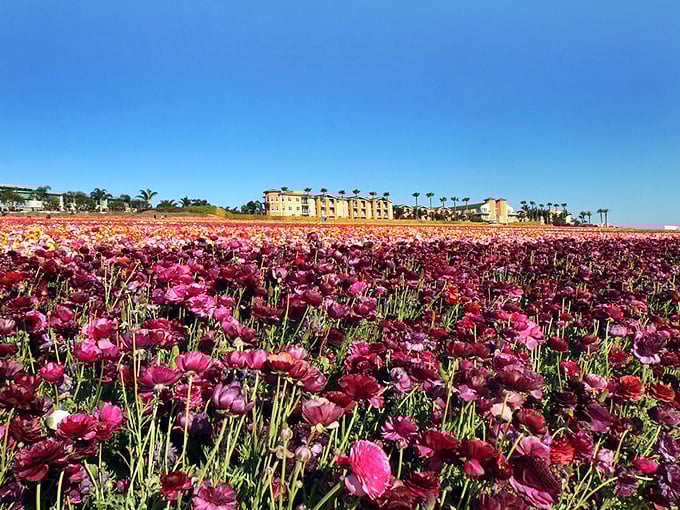 Up close with these magnificent ranunculus blooms&mdash;where every petal looks hand-painted by an artist with an unlimited budget for pigment.