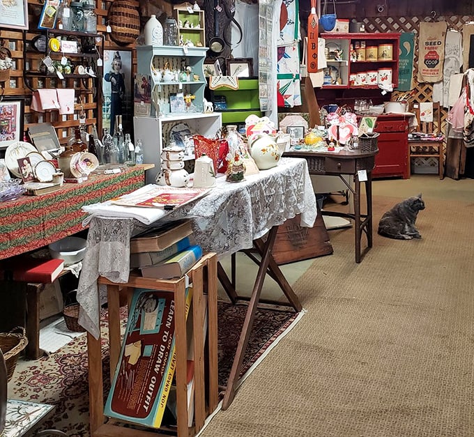 Every shelf tells a story, every table holds memories. Spot the cat supervisor ensuring quality control in the corner.