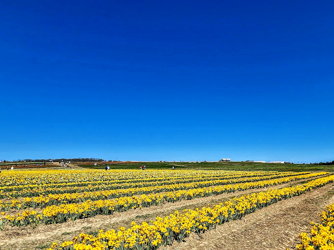 Fields of golden daffodils create a real-life version of that Windows XP wallpaper we all secretly miss. Nature's screensaver, no computer required.