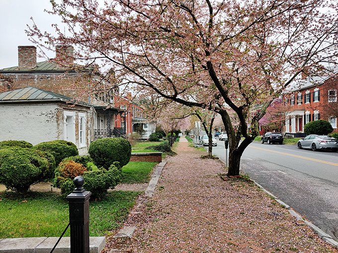 Cherry blossoms transform ordinary sidewalks into pink-carpeted runways worthy of a springtime fashion show.