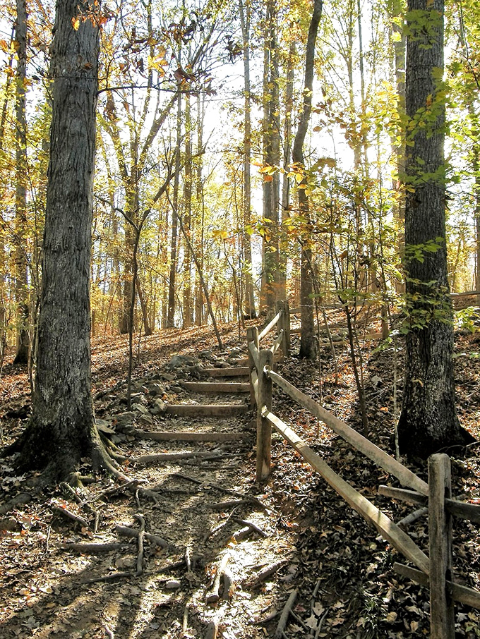 These wooden steps climbing through autumn's golden canvas might as well be nature's stairway to heaven&mdash;minus the Led Zeppelin soundtrack.