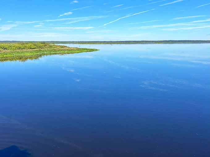 Mirror-like waters reflect cloud formations so perfectly, you'll wonder which way is up in this tranquil corner of Paynes Prairie.