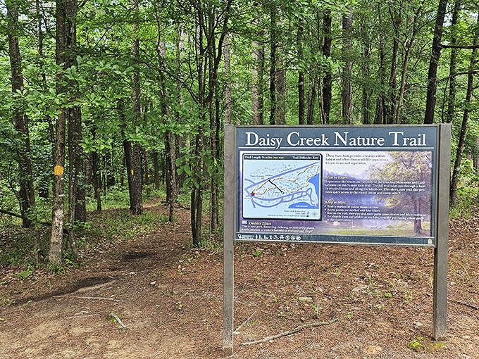 The Daisy Creek Nature Trail: where getting lost means finding exactly what you've been looking for all along.