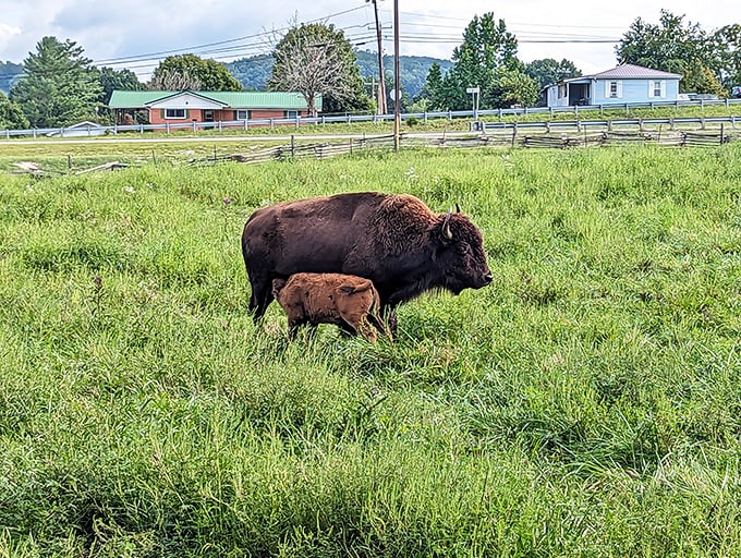 "Mom, are we there yet?" Even bison families enjoy the sprawling meadows of Wilderness Road, though they're blissfully unaware of their historical significance.