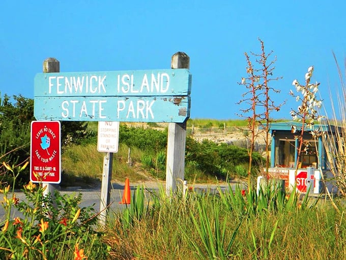 Weathered wooden signs welcome you to Fenwick Island State Park, where nature remains blissfully untamed by commercial development.