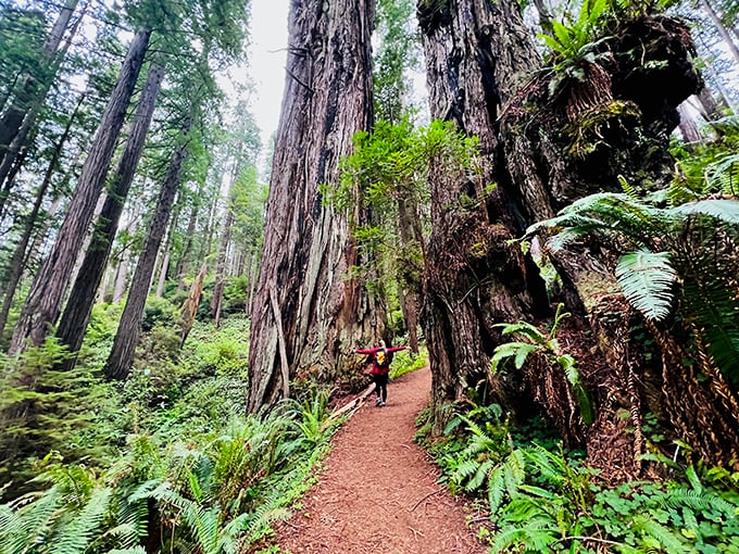Dwarfed by ancient giants, hikers gain perspective on life's true scale in Redwood National Park's primeval cathedral.
