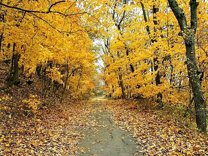 Nature puts on a golden performance in Weston Bend State Park. These trails transform each season, making even the most dedicated couch potato consider hiking.