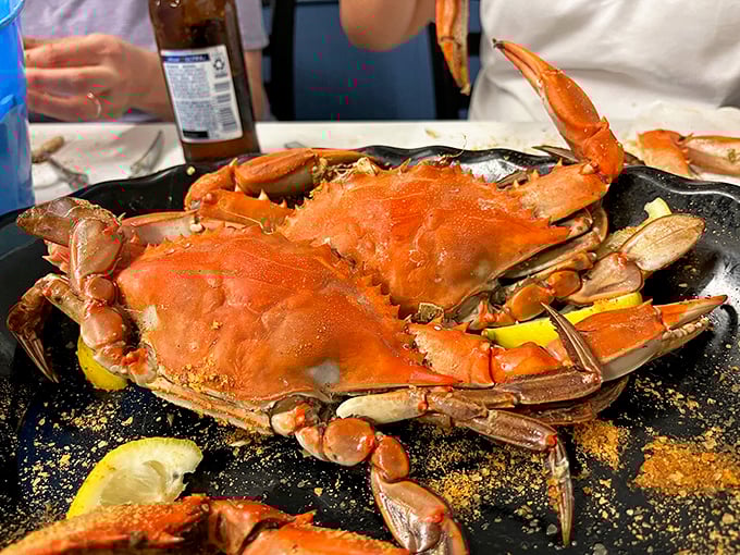 This isn't just a crab&mdash;it's a Chesapeake Bay celebrity, dressed in Old Bay and ready for its delicious final performance.
