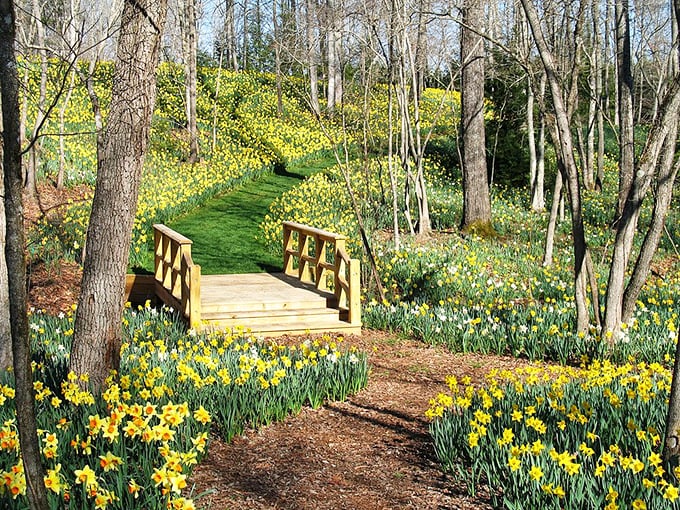 Yellow brick road? No, just the most magical daffodil path you'll ever wander, complete with a storybook wooden bridge.