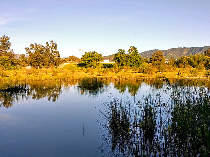 Ojai Meadows Preserve offers a tranquil reflection of the mountains in its waters—nature's own Instagram filter that no phone could improve upon.