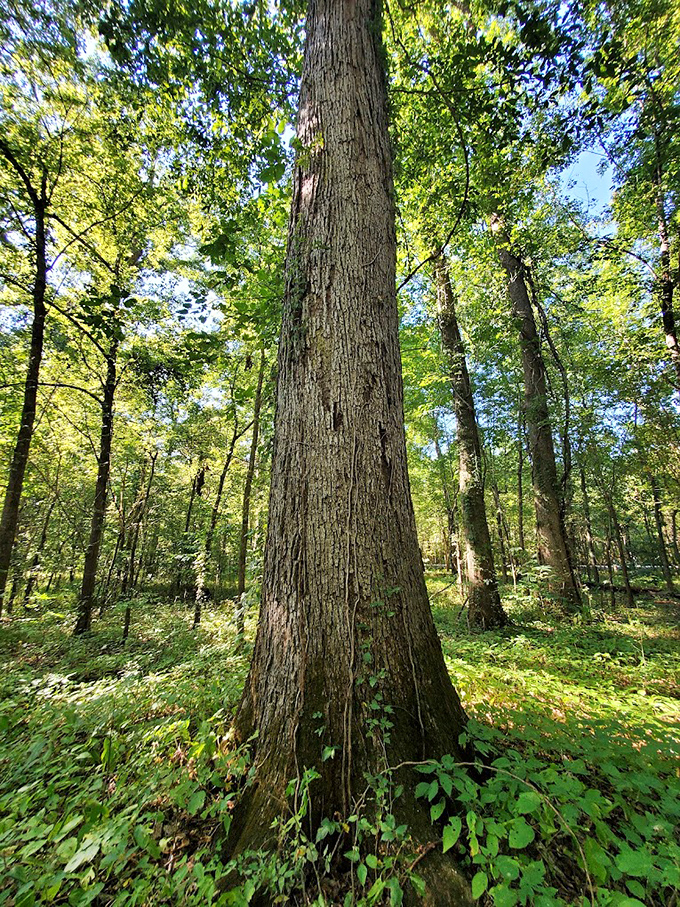 Meet Missouri's gentle giants. These towering trees have witnessed centuries of history while most of us can barely remember what we had for breakfast yesterday.