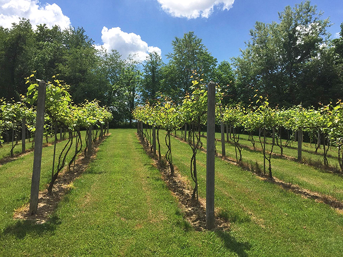 These vineyard rows aren't just growing grapes—they're cultivating future celebrations, one perfectly aligned vine at a time.