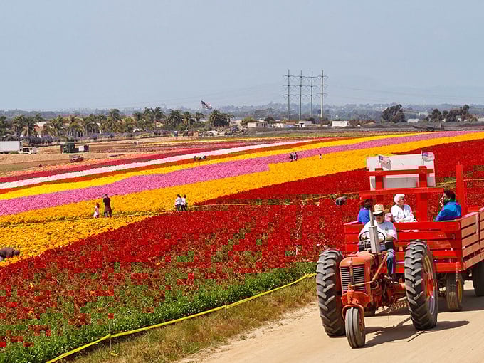 The antique tractor tour: where agricultural history meets Instagram gold. The only traffic jam you'll actually enjoy being stuck in.