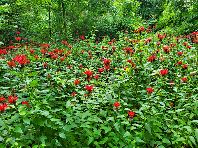 Nature's own fireworks display &ndash; these cardinal flowers put on a show that makes Fourth of July pyrotechnics look like amateur hour.