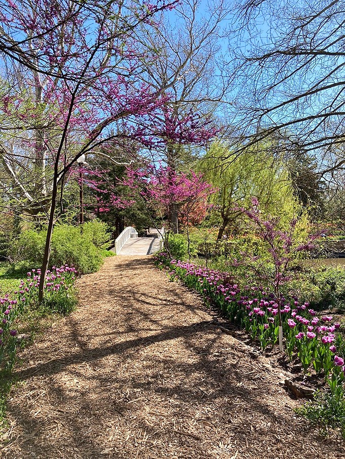 Spring announces itself with pink blossoms and purple tulips, creating a pathway that feels like walking through a watercolor painting.