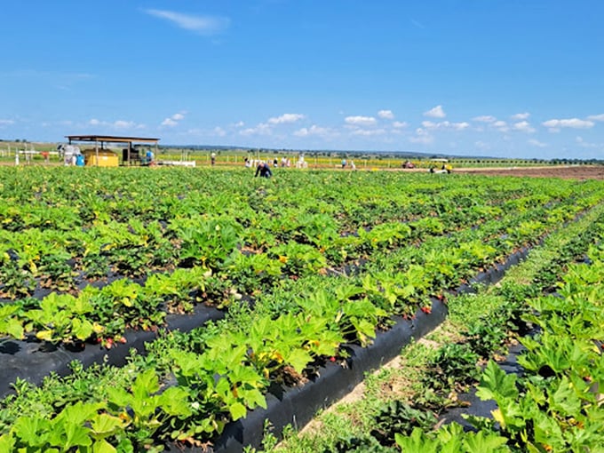 Rows of perfectly tended strawberry plants await eager pickers&mdash;proof that the best shopping carts have no wheels at all.