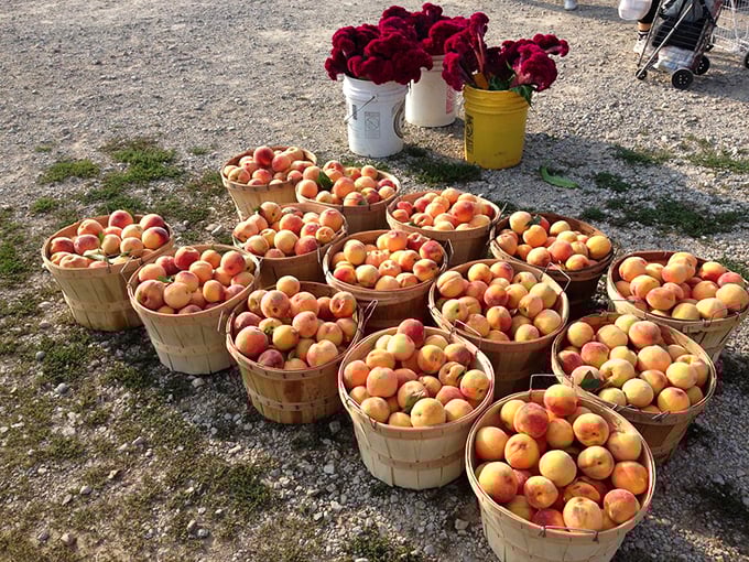 Nature's candy display! These fruits weren't engineered in a lab to survive nuclear winter&mdash;they were grown to actually taste like something.