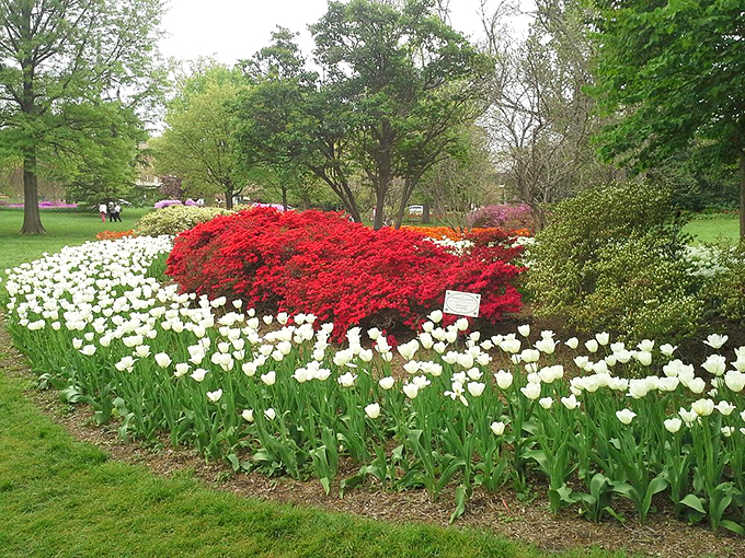 White tulips stand at attention around a blazing azalea bush, creating nature's version of a perfectly plated dessert.