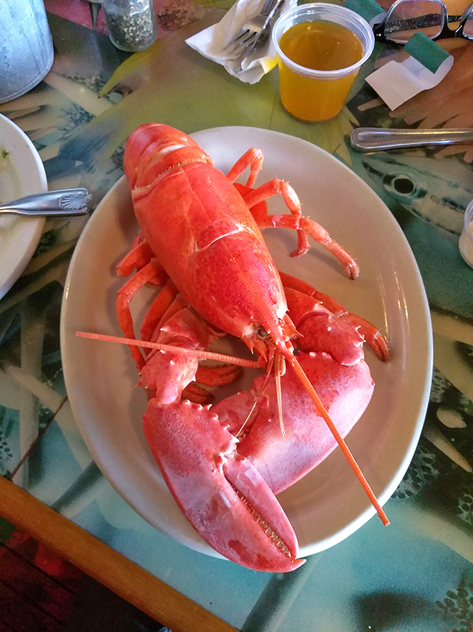 Meet your dinner date &ndash; a crimson crustacean that traveled farther than most vacationers to reach your plate in Grand River.