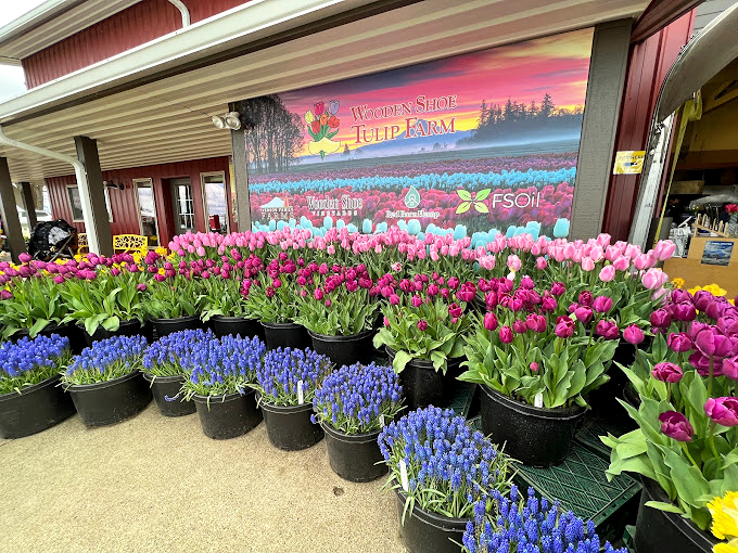 Potted tulips line the entrance, nature's way of saying "welcome" with more enthusiasm than any doormat could ever muster.