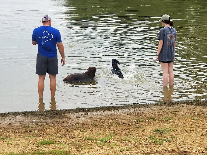 Dogs living their best lake life while humans watch enviously. This is the kind of therapy no insurance plan covers but everyone needs.