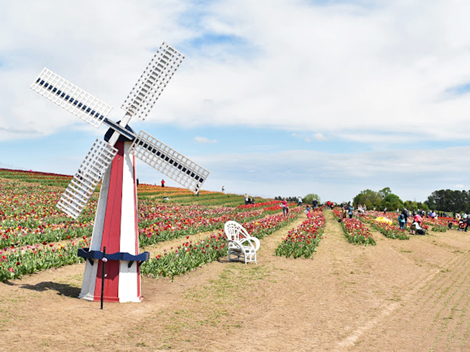 The charming windmill stands sentinel over tulip fields, bringing a slice of Holland to Virginia. Dutch inspiration without the passport hassle!