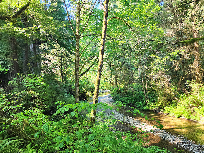 Sunlight filters through the forest canopy, creating nature's own stained-glass cathedral. Spiritual experience not optional.