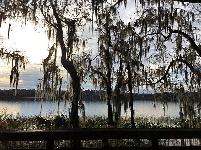 Spanish moss drapes these ancient trees like nature's own curtains, framing the serene waters beyond in theatrical splendor.