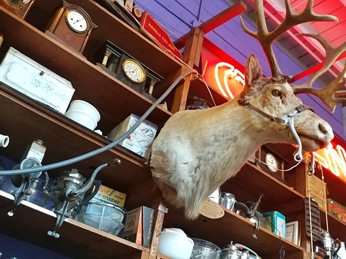 The taxidermy moose watches over vintage kitchenware like a guardian of nostalgia, his expression saying "Yes, they really made things better back then."