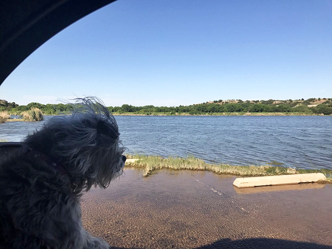 Even four-legged adventurers pause to appreciate the view, this pup clearly thinking, "Who needs dog parks when you've got paradise?"