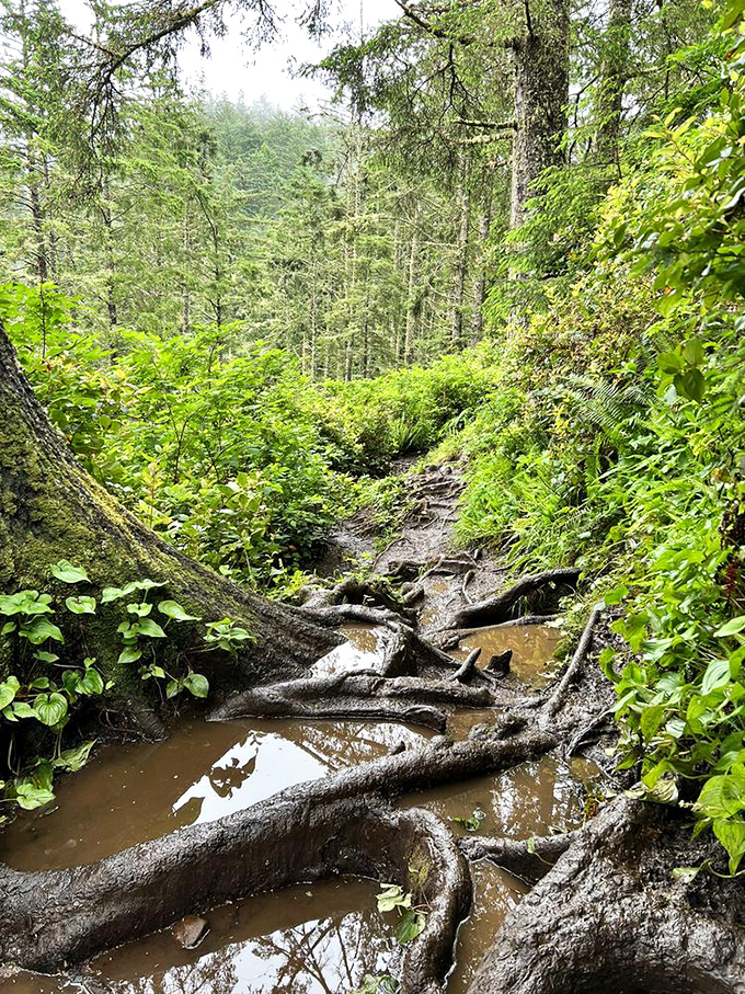 Mother Nature's obstacle course disguised as a hiking trail. The muddy path is nature's way of saying, "Work a little harder for that spectacular view, my friend."