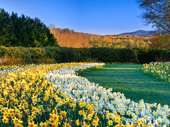 Wave after wave of sunshine-bright daffodils flow across the landscape like Georgia's own version of Monet's most optimistic painting.