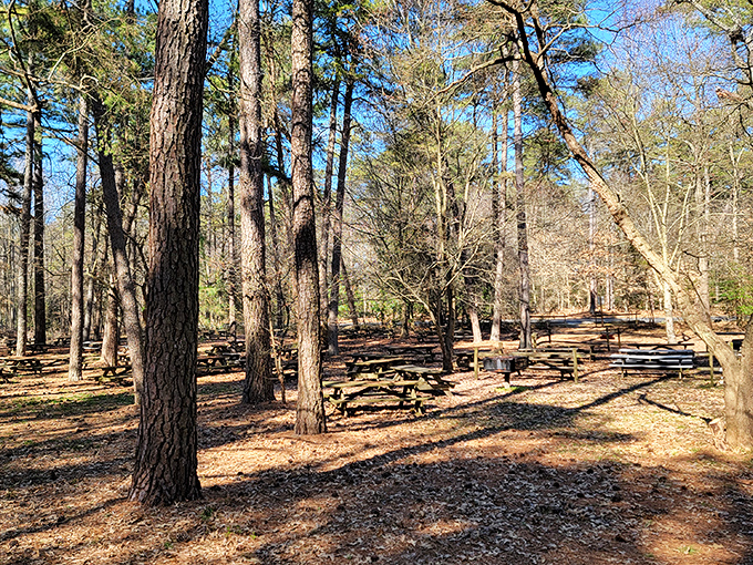 Picnic tables waiting patiently among towering pines &ndash; the original outdoor dining experience, no reservation required.