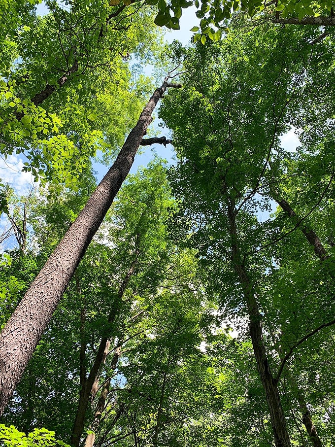 Look up&mdash;way up! These towering sentinels reach for the sky, creating the dappled shade that gave this magnificent state park its fitting name.