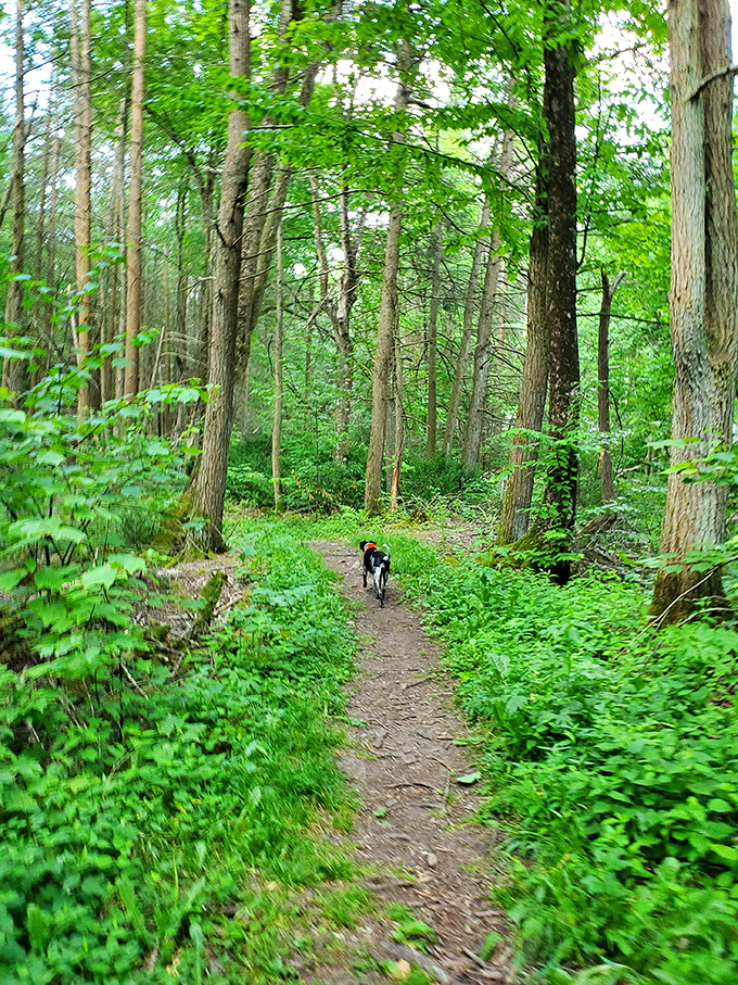 A four-legged trail guide demonstrates proper hiking etiquette: stay on the path and stop occasionally to appreciate the scenery.