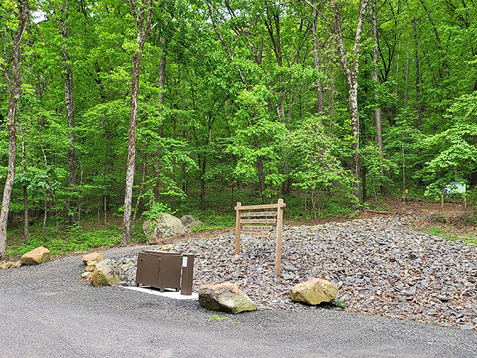 Even the trails at Mount Nebo dress in their Sunday best, with dappled sunlight creating nature's own stained-glass effect through the leafy canopy.