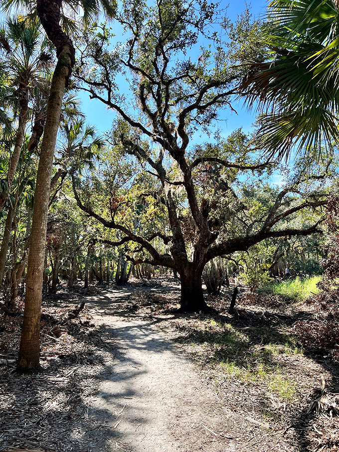 This ancient oak has been directing traffic longer than GPS has existed. Its sprawling branches create nature's perfect archway for wandering souls.