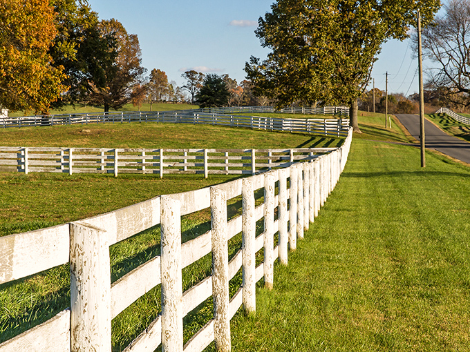 These pristine white fences aren't just farm boundaries&mdash;they're Virginia's signature accessory, like pearls on a Southern belle at Sunday brunch.