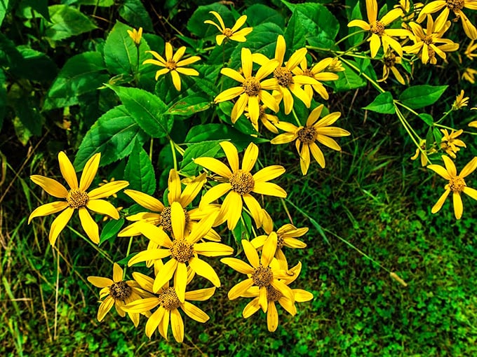 Nature's fireworks display! These golden wildflowers transform Sang Run's meadows into a celebration of color that would make even the most dedicated city-dweller consider rural life.